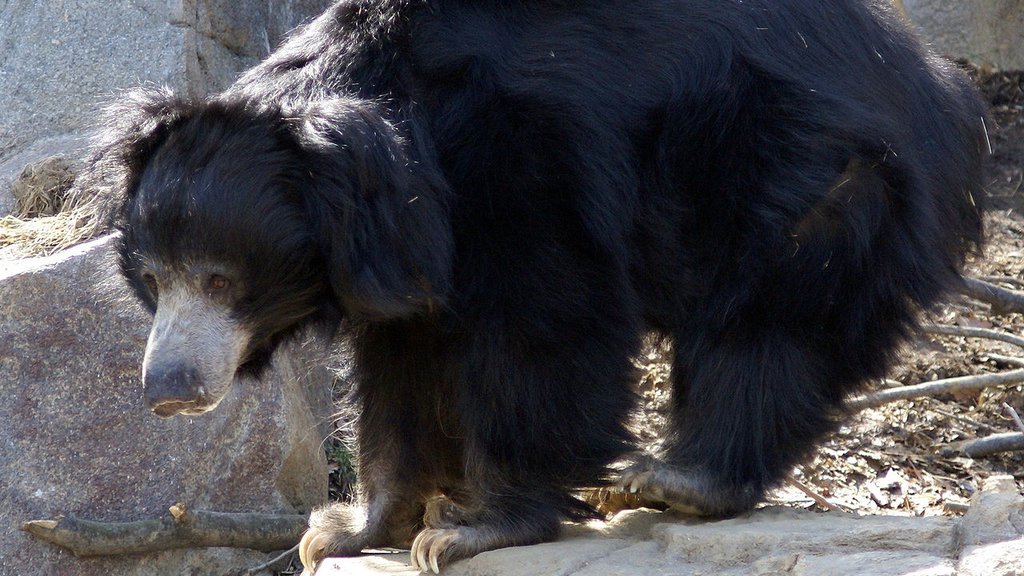 Medved Ben dvaput uspeo da pobegne iz ZOO vrta | Red Portal