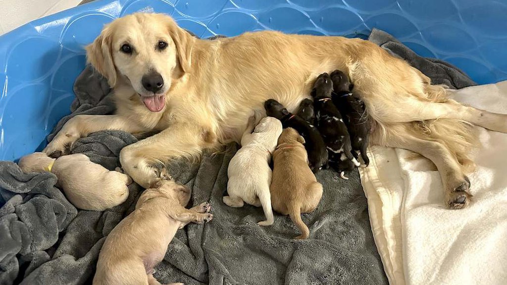 ZLATNI RETRIVER neguje 3 AFRIČKA DIVLJA PSA nakon što ih je napustila ...