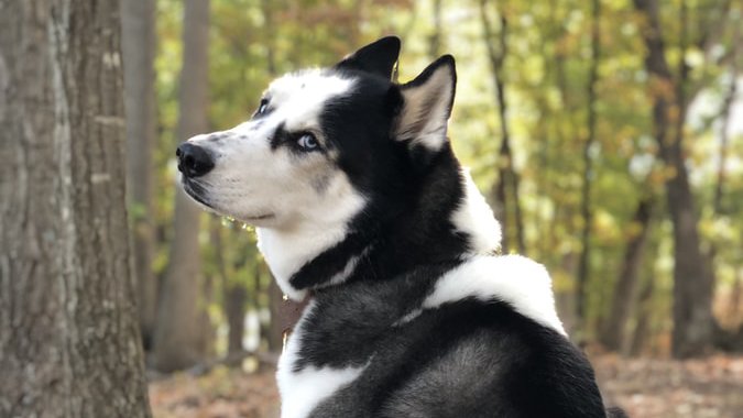 Haski koji LAJE NA ITALIJANSKOM ima 130.000 pratilaca na TikToku 📱😎 ...