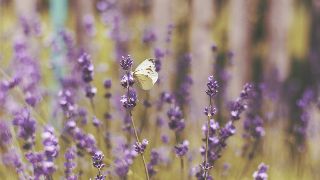 Ovu BILJKU su STARI GRCI koristili za ublažavanje NESANICE 😴 | Red Portal