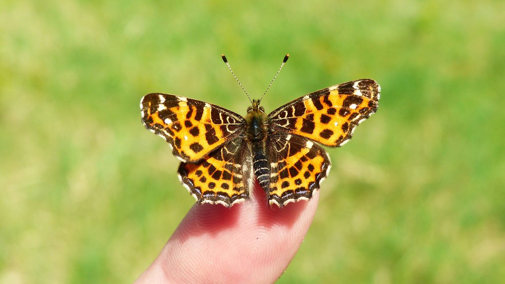ZANIMLJIVOSTI: Šta znači kada leptir sleti na vas? 🦋🤔 | Red Portal