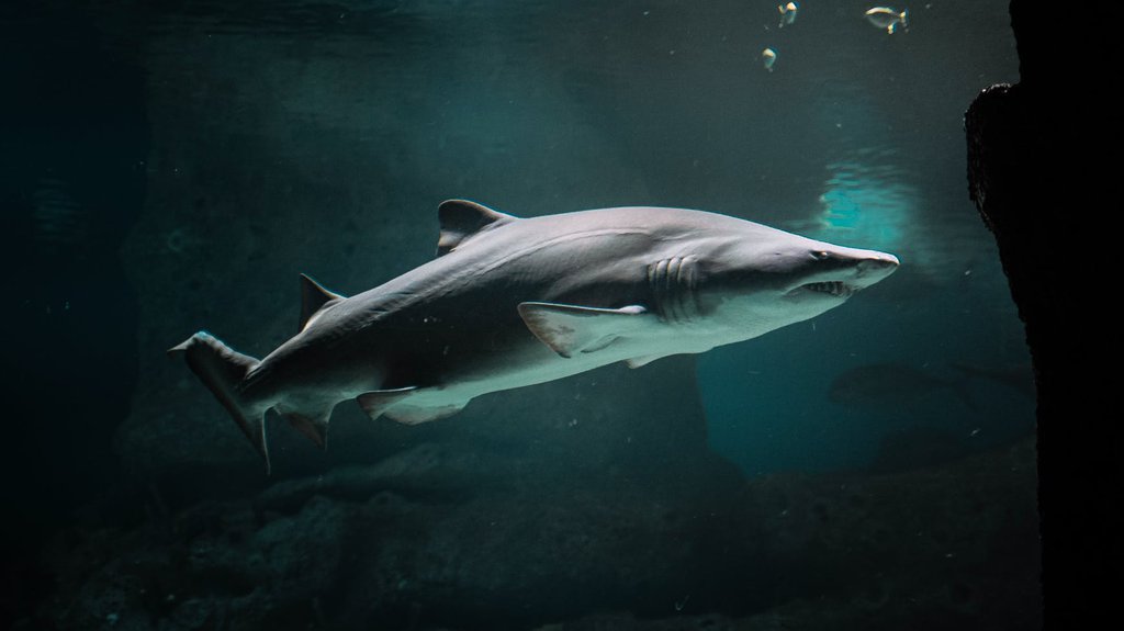 Prišli nasukanoj VELIKOJ BELOJ AJKULI i pomogli joj da se VRATI U MORE ...