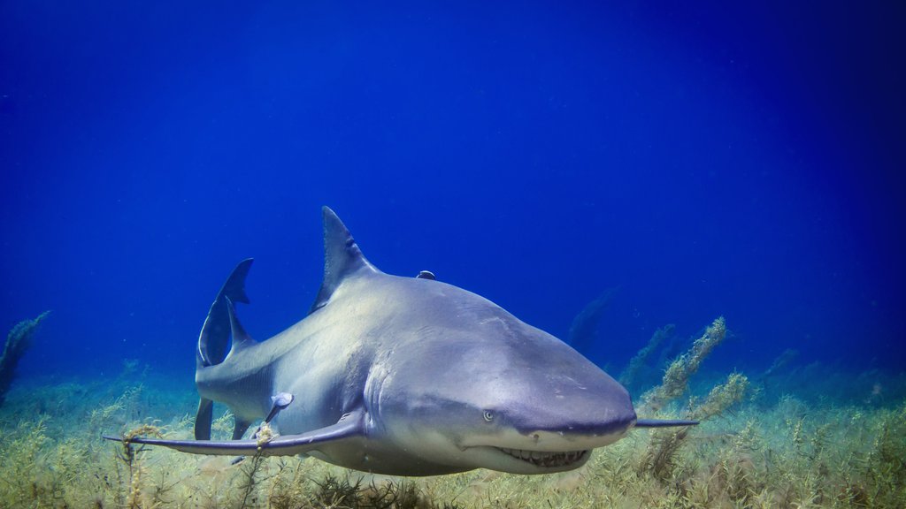 Ostao bez RUKE i NOGE 💔: Turistu na 10 metara od obale napala AJKULA! 😨🦈 | Red Portal
