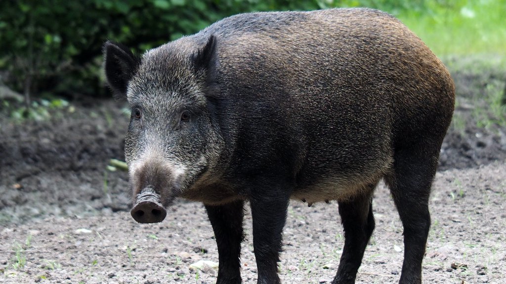 Divlja SVINJA napravila KOLAPS u MAČVI 😅 🐗 | Red Portal