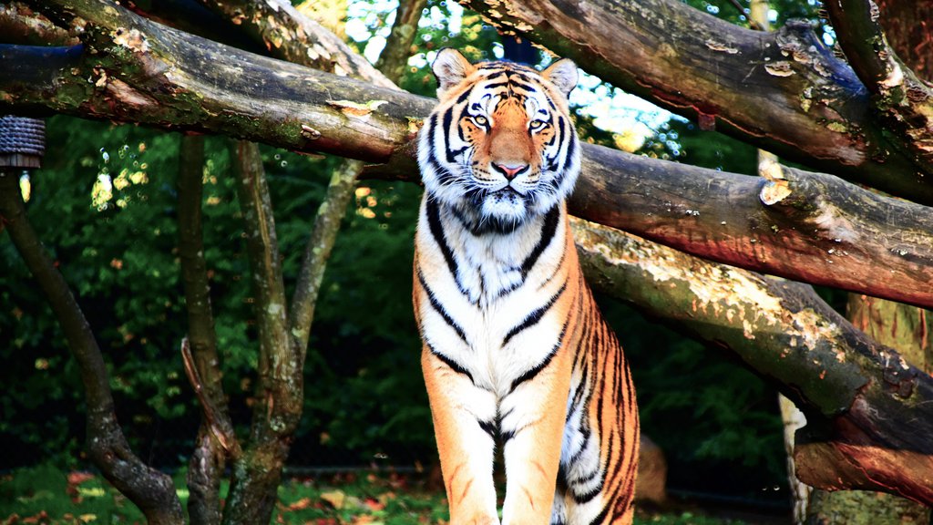 OTAC TIGAR brine o TIGRIĆIMA 💗 nakon SMRTI NJIHOVE MAJKE 😥 | Red Portal