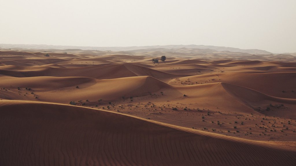 Saudijska Arabija sadi 10 milijardi sadnica drveća | Red Portal