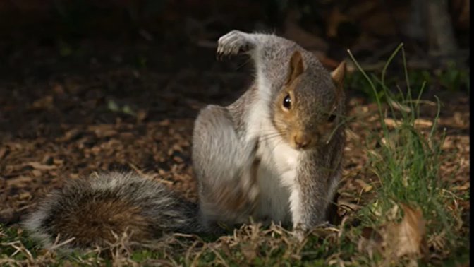 VEVERICE KAO SUPERHEROJI 🐿😏 | Red Portal