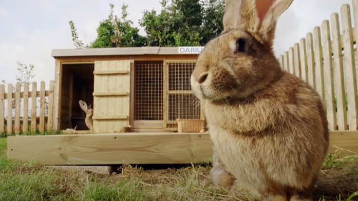 NESTAO najveći ZEC na svetu 🐇 | Red Portal