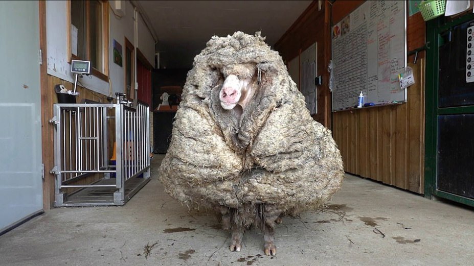 Ovca PROGLEDALA posle 5 GODINA i 35 KILOGRAMA VUNE 🐑😱 | Red Portal