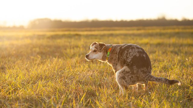 Sindrom Marioko Aoki: Tj. ljudi koje pritera velika nužda čim kroče u ...