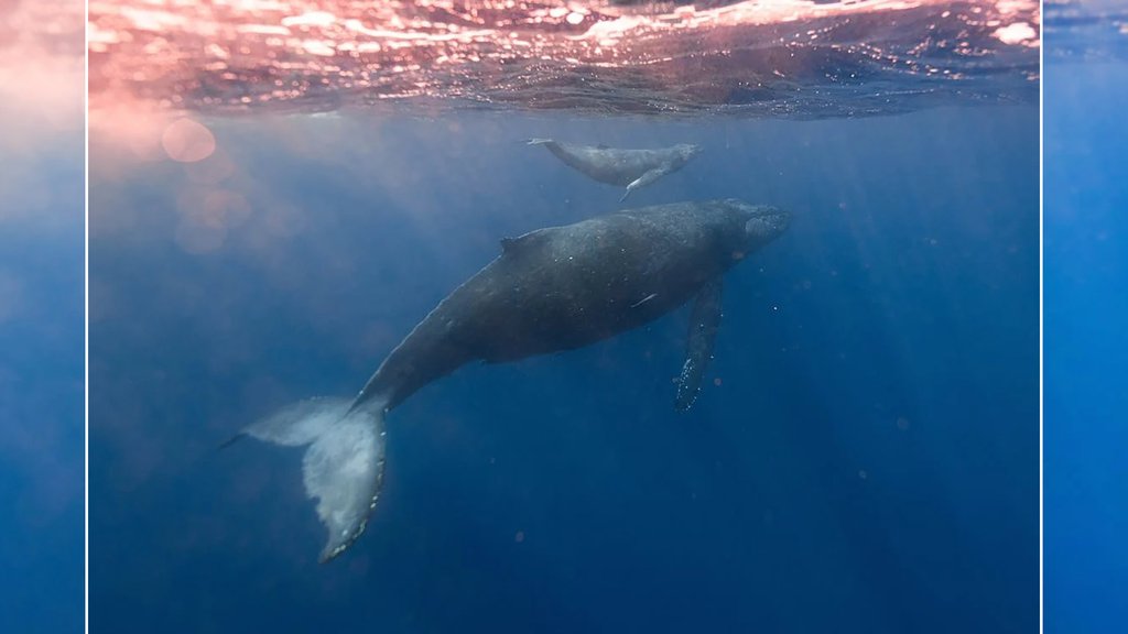 Island dozvolio da 128 kitova bude UBIJENO ove godine 🐳💔 | Red Portal