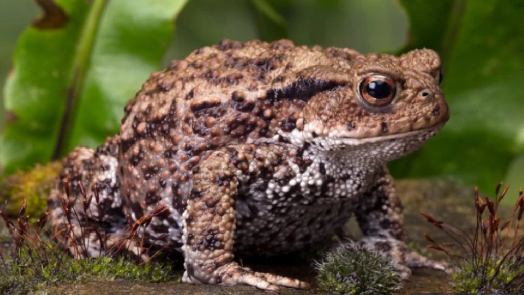 Engleska: Zatvara se PUT na 6 nedelja kako bi ga ŽABE bezbedno prešle 🐸 ...