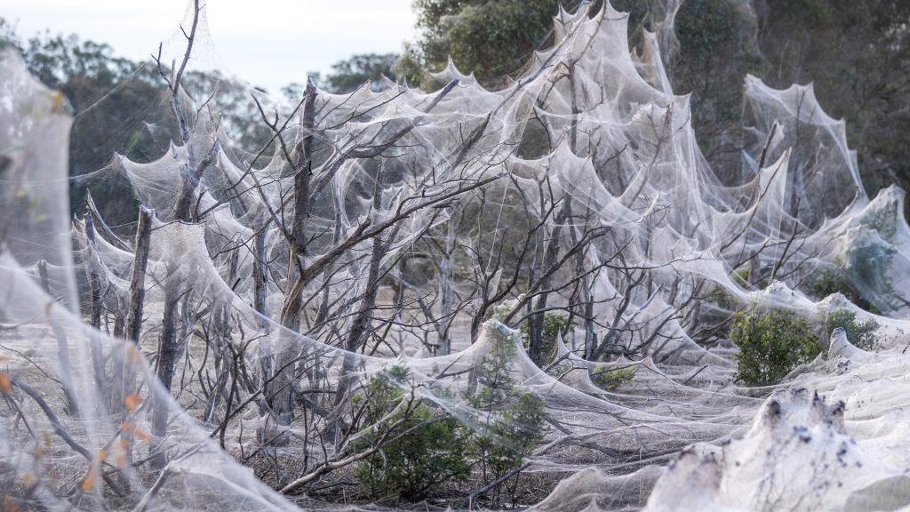 Armija PAUKOVA napustila Australiju ostavivši SVILENE MREŽE 🕸🕷 | Red Portal