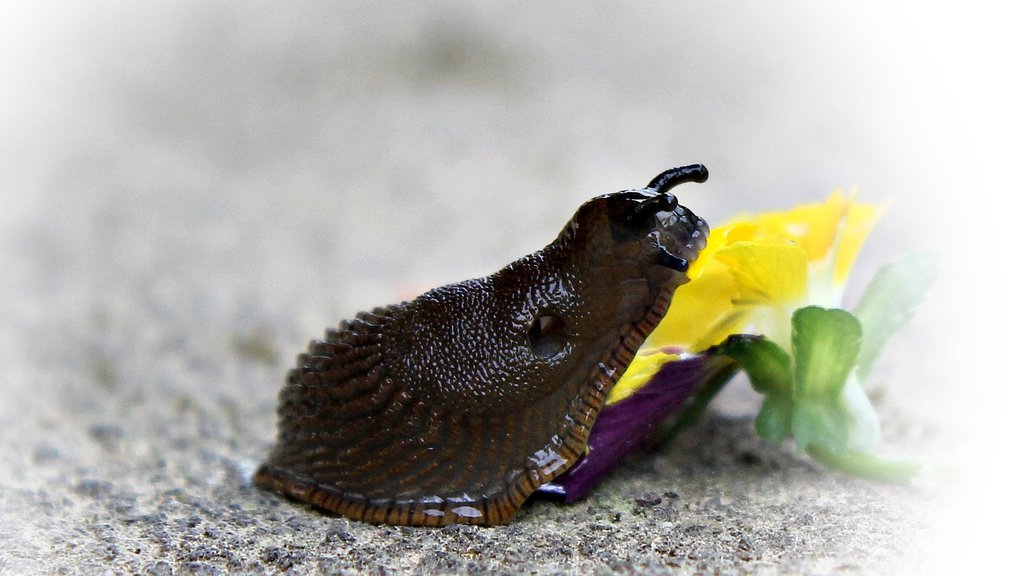 Zašto se PUŽ GOLAĆ nije UBIO? 🐌 | Red Portal