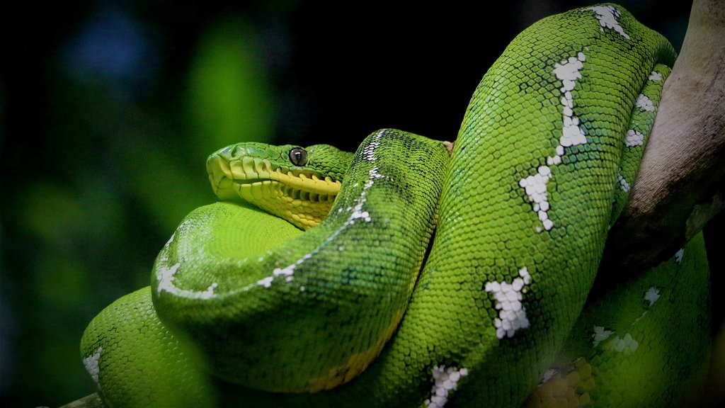 Otkrivena džinovska vrsta ANAKONDE na snimanju sa VILOM SMITOM na ...